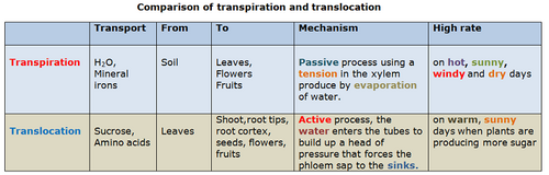 Unit 8 : Plant transport (IGCSE Biology) | Teaching Resources