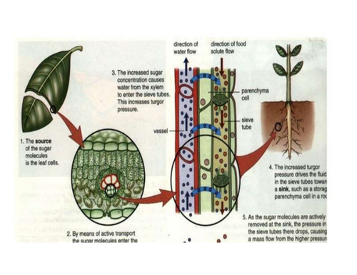 Unit 8 : Plant transport (IGCSE Biology) | Teaching Resources