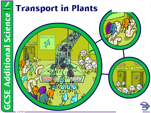 Unit 8 : Plant transport (IGCSE Biology) | Teaching Resources