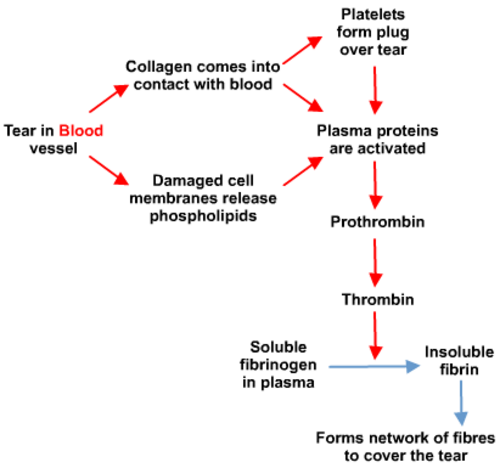 Unit 9 : Transport in humans (IGCSE Biology) | Teaching Resources