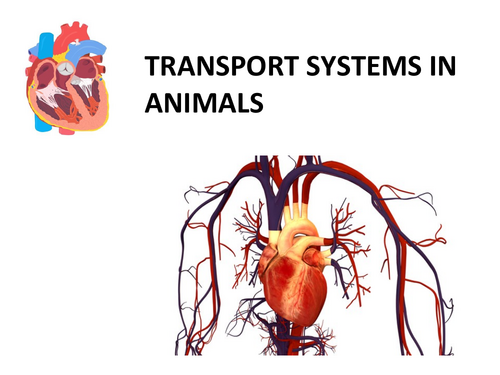 Unit 9 : Transport in humans (IGCSE Biology) | Teaching Resources