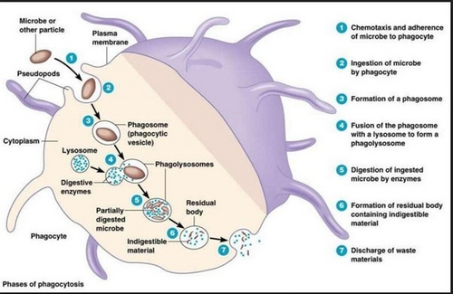 Unit 10 : Diseases and immunity (IGCSE Biology) | Teaching Resources