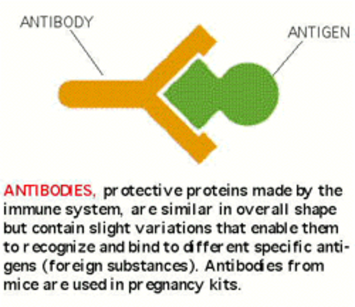 Unit 10 : Diseases and immunity (IGCSE Biology) | Teaching Resources