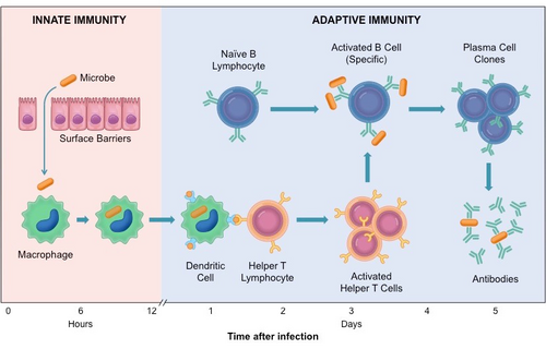 Unit 10 : Diseases and immunity (IGCSE Biology) | Teaching Resources