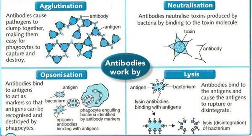 Unit 10 : Diseases and immunity (IGCSE Biology) | Teaching Resources