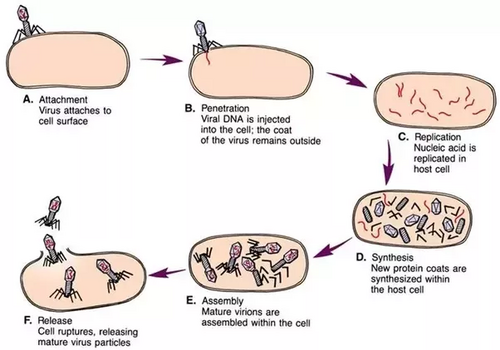 Unit 10 : Diseases and immunity (IGCSE Biology) | Teaching Resources