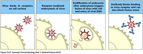 Unit 10 : Diseases and immunity (IGCSE Biology) | Teaching Resources