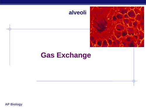 Unit 11 : Gas exchange in humans (IGCSE Biology) | Teaching Resources