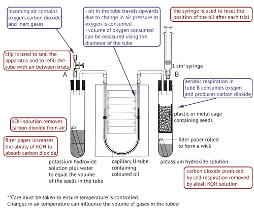Unit 12 : Respiration (IGCSE Biology) | Teaching Resources