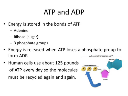 Unit 12 : Respiration (IGCSE Biology) | Teaching Resources