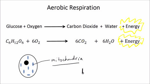 Unit 12 : Respiration (IGCSE Biology) | Teaching Resources