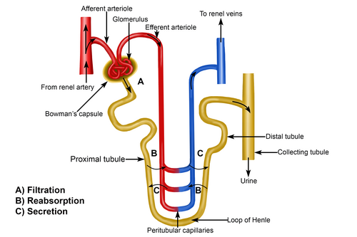 Unit 13 : Excretion (IGCSE Biology) | Teaching Resources