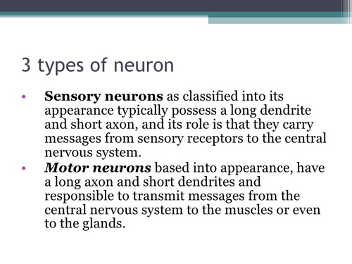 Unit 14 : Coordination and response (IGCSE Biology) | Teaching Resources