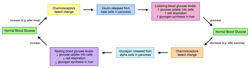 Unit 14 : Coordination and response (IGCSE Biology) | Teaching Resources