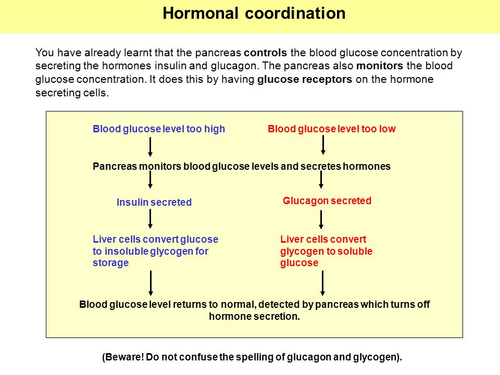 Unit 14 : Coordination and response (IGCSE Biology) | Teaching Resources