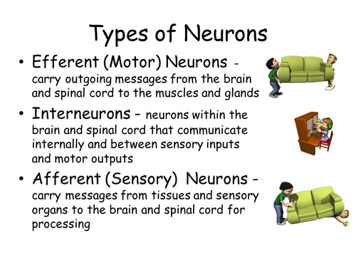 Unit 14 : Coordination and response (IGCSE Biology) | Teaching Resources