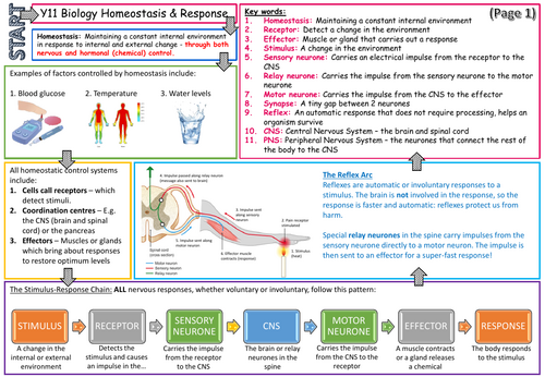 Unit 14 : Coordination and response (IGCSE Biology) | Teaching Resources