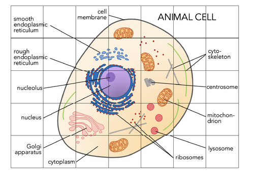 Animal cell - Jigsaw Puzzle (KS3/4) | Teaching Resources