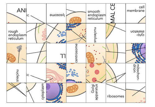 Animal cell - Jigsaw Puzzle (KS3/4) | Teaching Resources