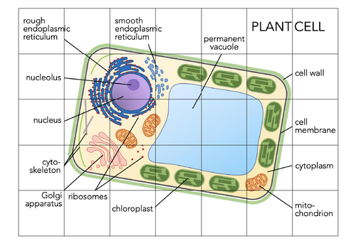 Plant cell - Jigsaw Puzzle (KS3/4) | Teaching Resources
