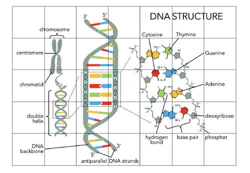 DNA and chromosomes - Jigsaw Puzzle (KS3/4) | Teaching Resources