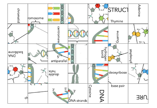 DNA and chromosomes - Jigsaw Puzzle (KS3/4) | Teaching Resources