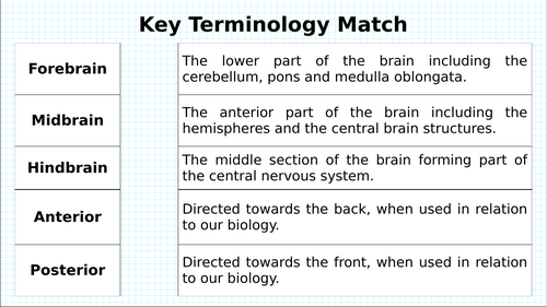 Edexcel GCSE Psychology: EARLY BRAIN DEVELOPMENT [Development Topic ...