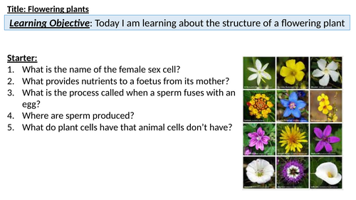 KS3 Parts of a flower flowering plant label | Teaching Resources
