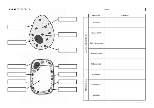 B1 Cell Structure Worksheet Pack | Teaching Resources B1 Cell Structure Worksheet Pack | Teaching Resources