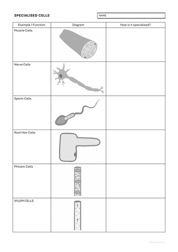 B1.1 Cell Structure Worksheet Pack | Teaching Resources
