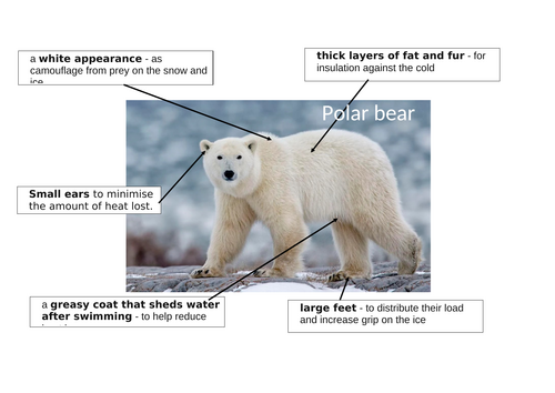 KS3 Geography: Polar Biomes animal and plant adaptations. Artic and ...