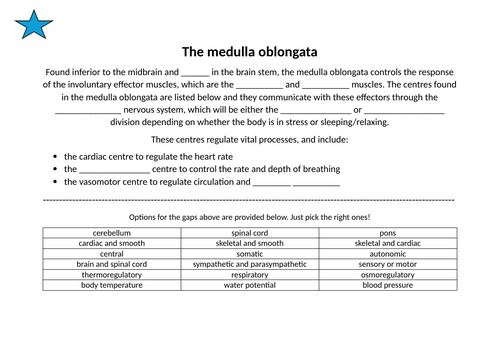 Human brain (OCR A-level Biology) | Teaching Resources