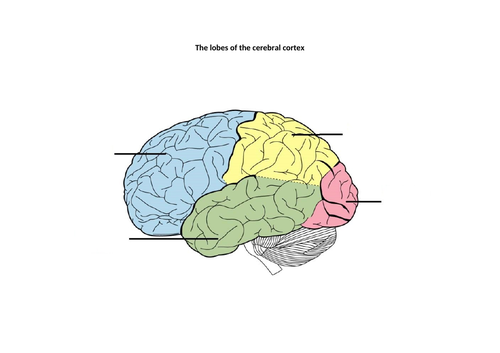 Human brain (OCR A-level Biology) | Teaching Resources