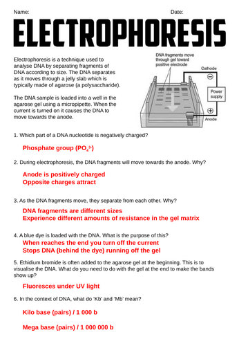 A level Biology - gel electrophoresis (genetic technologies - AQA 3.8 ...