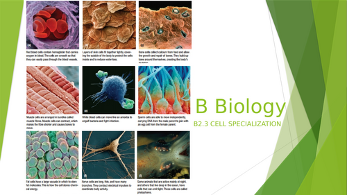 IB Biology 2025 syllabus Topic B2.3 | Teaching Resources