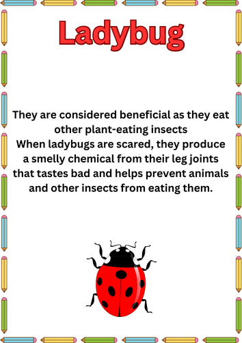 Insects With Fun Facts Flash cards. Back to School. | Teaching Resources