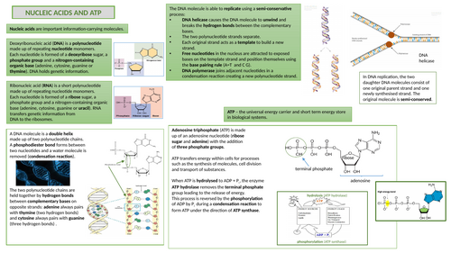 A-level AQA Biology Knowledge Organisers | Teaching Resources