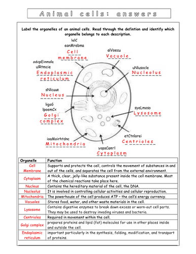 Year 7 - Living systems - L1 Animal and plant cells | Teaching Resources