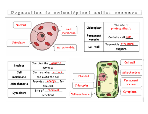 Year 7 - Living systems - L1 Animal and plant cells | Teaching Resources