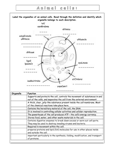 Year 7 - Living systems - L1 Animal and plant cells | Teaching Resources