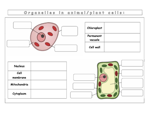 Year 7 - Living systems - L1 Worksheet (Cells) | Teaching Resources