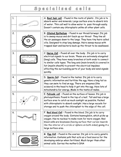 Year 7 - Living systems - L2 Specialised cells | Teaching Resources