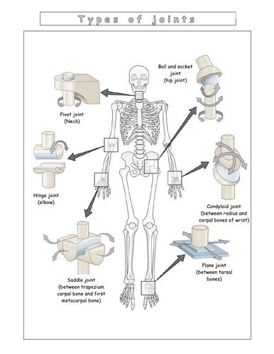 Year 7 - Living systems - L10 Joints (Carousel) | Teaching Resources