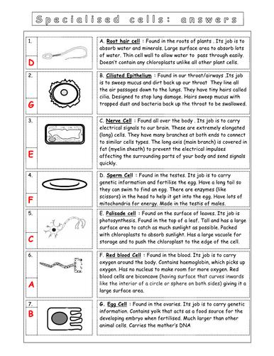 Year 7 - Living systems - L2 specialised cells worksheet | Teaching ...