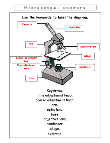 Year 7 - Living systems - L4 Microscopy worksheet | Teaching Resources