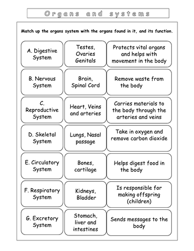 Year 7 - Living systems – L7 – Organisation worksheet | Teaching Resources