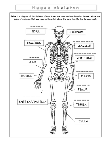 Year 7 - Living systems – L8 – Skeleton worksheet | Teaching Resources