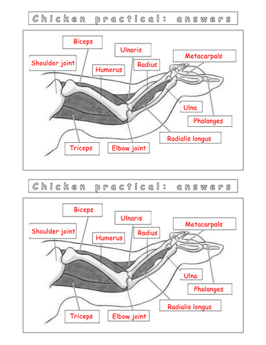Year 7 - Living systems - L9 - Muscles worksheet | Teaching Resources