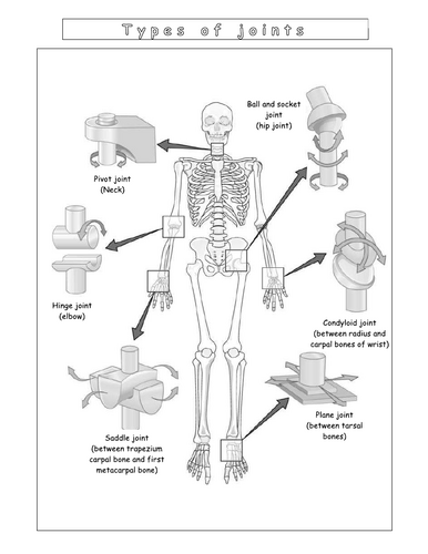 Year 7 - Living systems – L10 - Joints worksheet | Teaching Resources