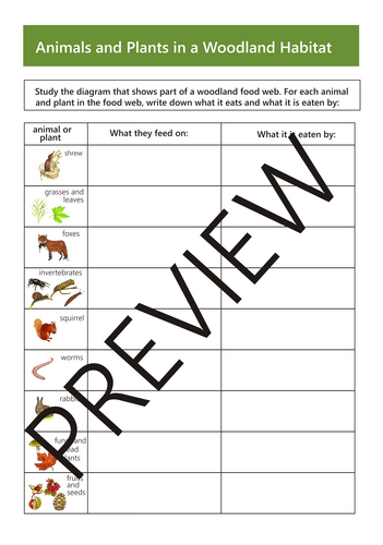 Food Chains and Food Webs - Woodlands | Teaching Resources